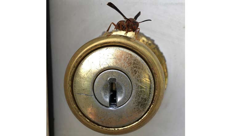 Mere keyhole wasp can bring down an airplane- The Week
