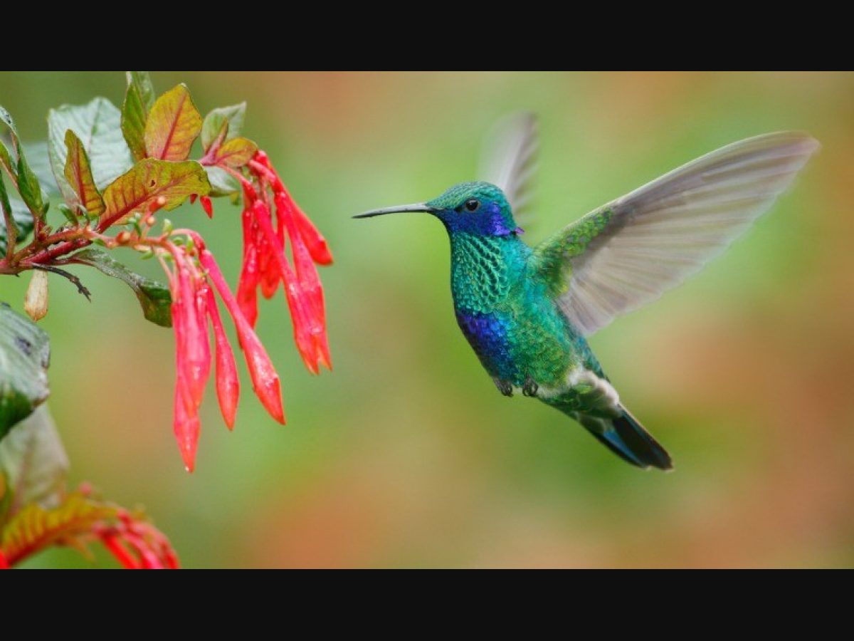 Purple And Green Hummingbird