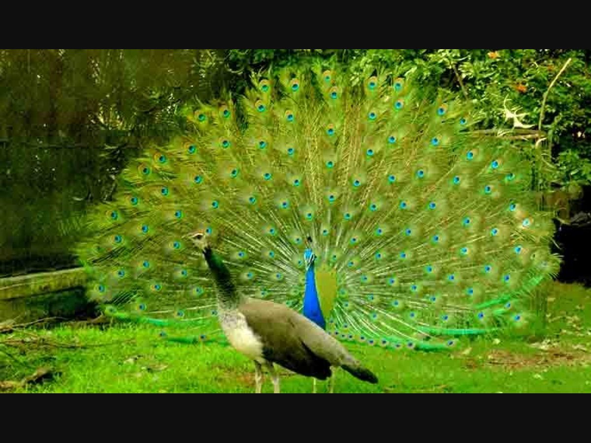 Male And Female Peacocks