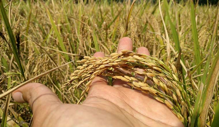 Govt hikes MSP for paddy, other kharif crops for marketing season 2022 ...