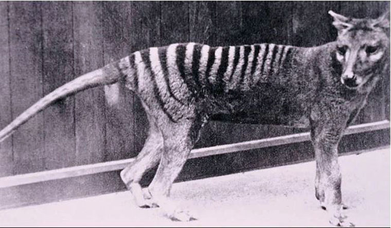 Scientists hope to revive the Tasmanian tiger from extinction- The Week