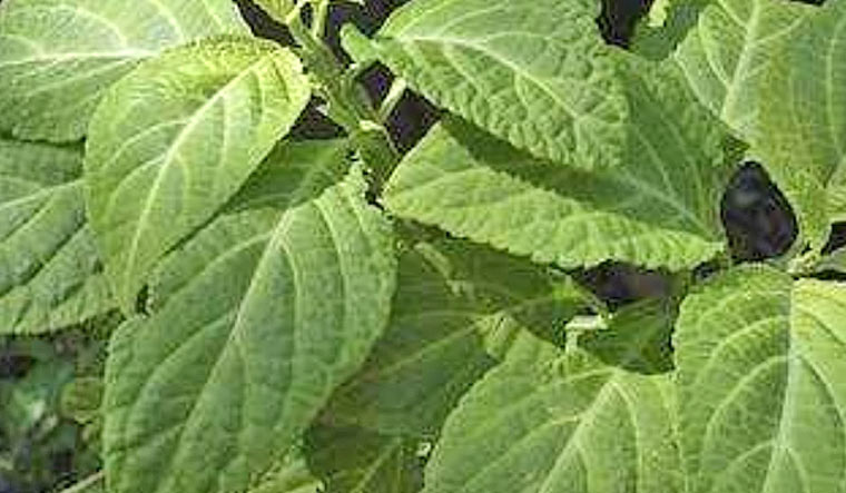 Indian study reveals how genes influence leaf architecture- The Week