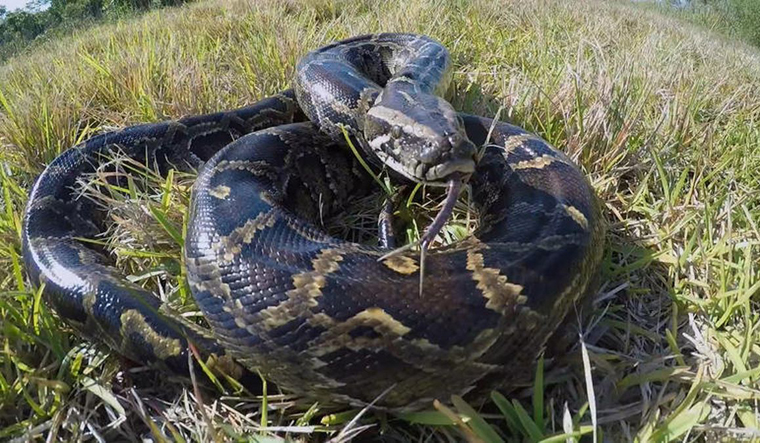 Python meat could be the new normal, researchers want snake farming ...