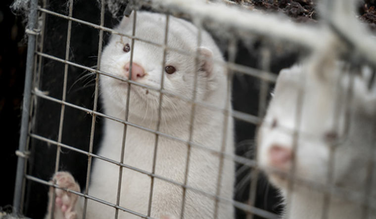 Minks culled to prevent mutated COVID-19 'rise up from graves' in ...
