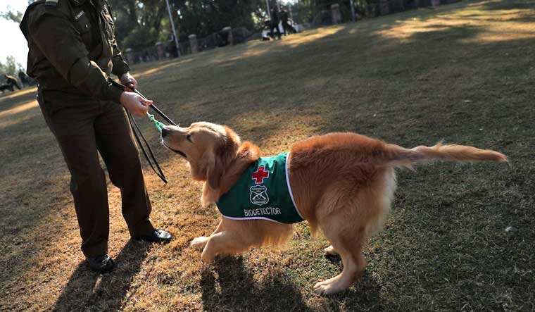 Trained scent dogs may more effectively detect Covid than RT-PCR tests ...