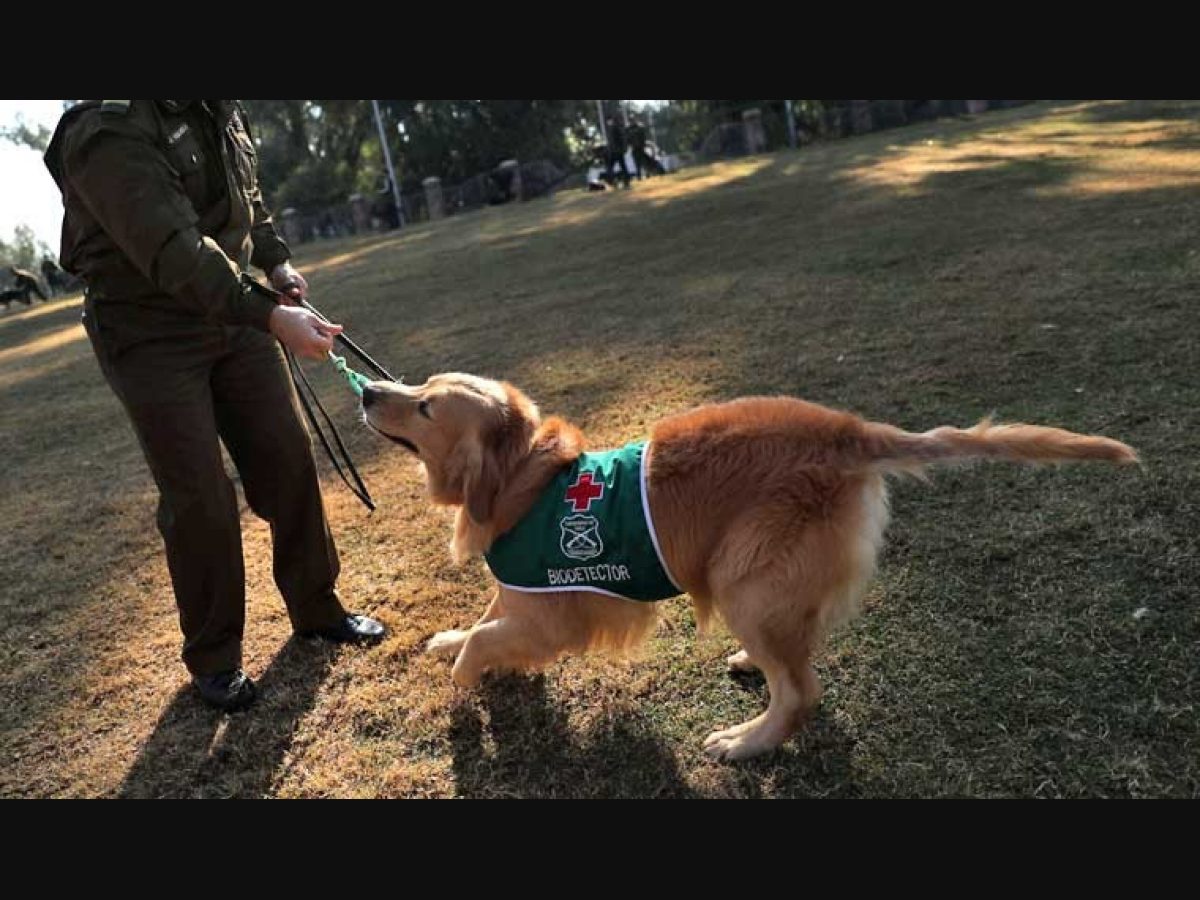 Are There Dogs In Saudi Arabia