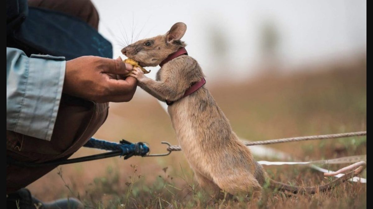 Magawa The 'hero Rat' From Cambodia Wins Gold Medal For Hunting ...