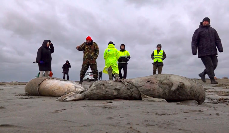 2,500 dead seals found on Russia's Caspian coast- The Week