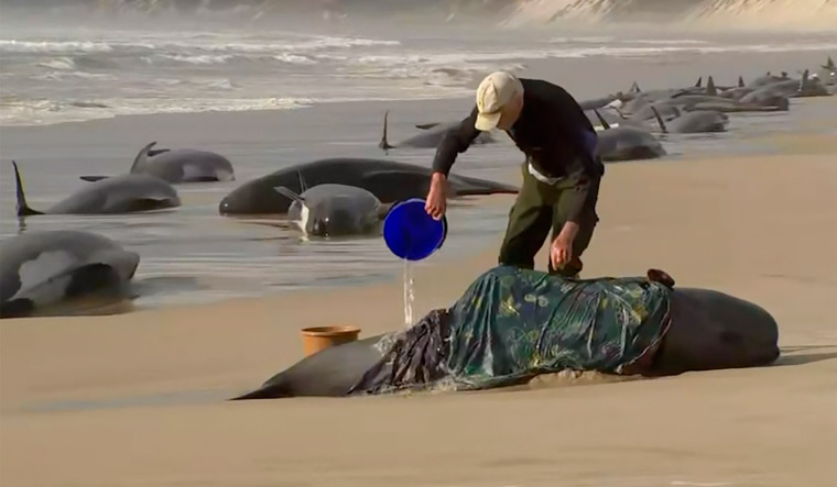 Around 200 stranded whales die in pounding surf in Australia- The Week