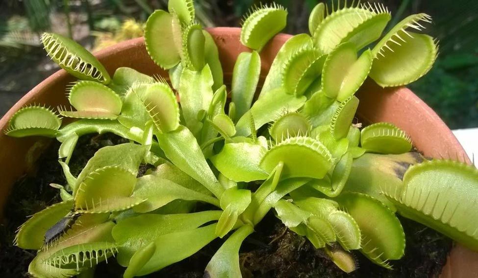 The fascinating world of carnivorous plants