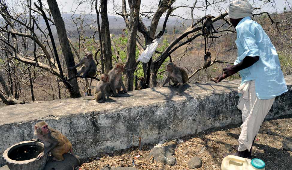 Battling odds to quench simians' thirst