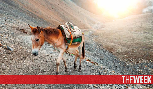 The saga of India's military mules