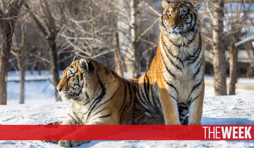 Why China's tiger farms are a threat to the species