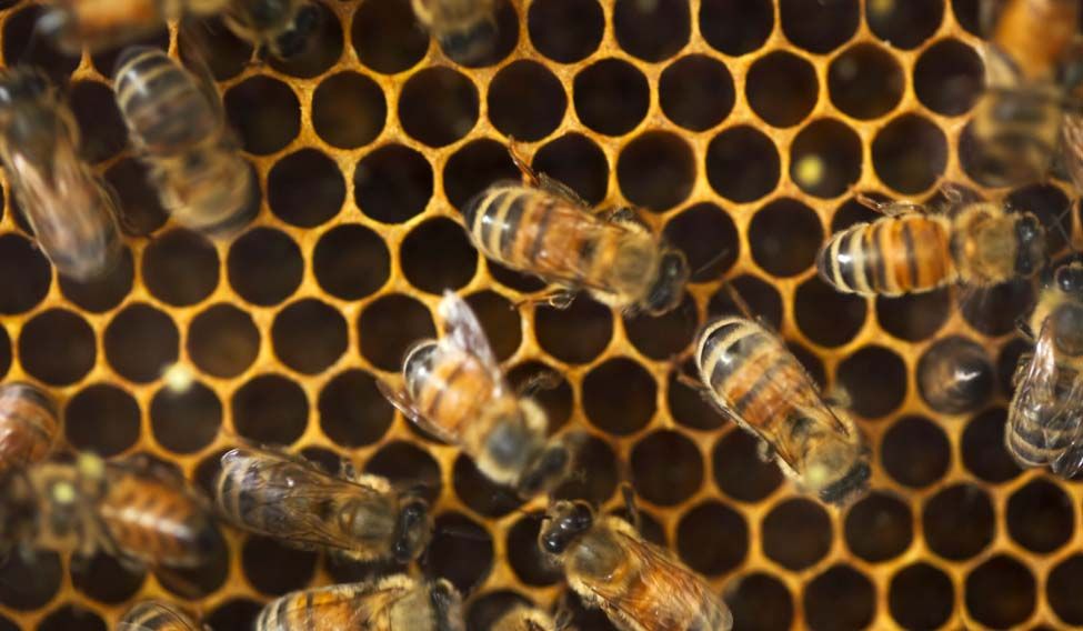 Scientists uncover secrets of honey bees' smart decision-making ...