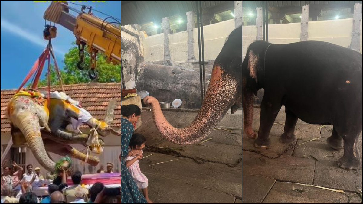 What happened to elephant Subbulakshmi of Sivagangai Kundrakudi ...