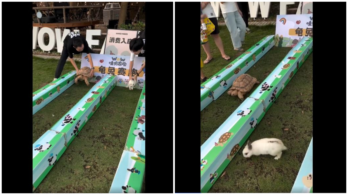 Hence proved! Tortoise wins race as lazy rabbit decides to rest! People ...