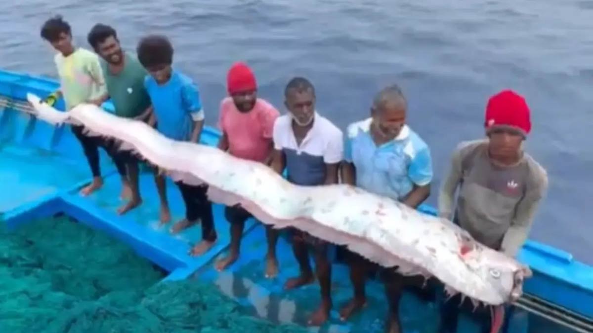 ‘Doomsday fish’ sightings: A warning sign of an upcoming disaster?- The ...