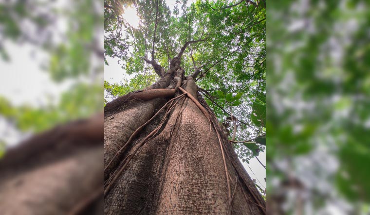 Not just trees, India’s ancient wisdom about flora should be conserved ...