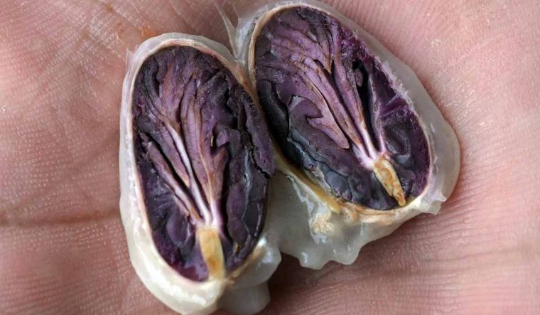 Inside India's delectable world of craft chocolates- The Week