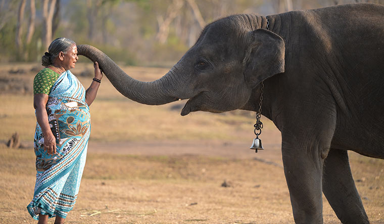 There's more to V. Bellie than the Oscar-winning The Elephant ...