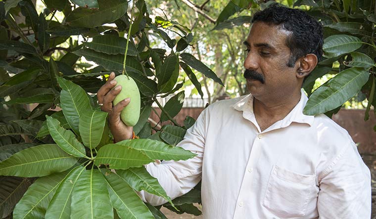 How a Kerala FB page helped conserve indigenous mango varieties- The Week