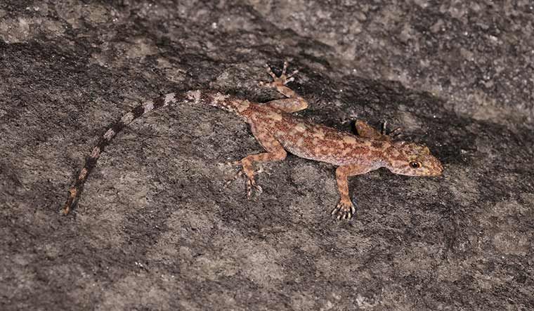 Meet Tejas Thackeray who found his calling in wildlife conservation ...