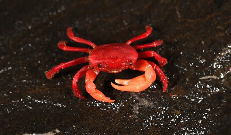 Meet Tejas Thackeray who found his calling in wildlife conservation ...