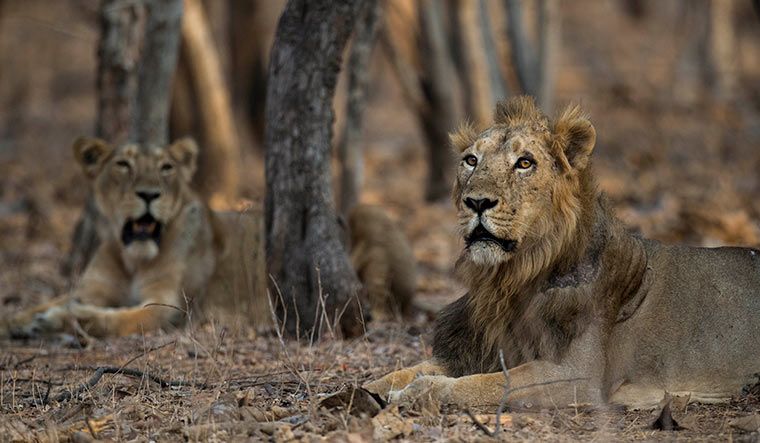 Meet Tejas Thackeray who found his calling in wildlife conservation ...
