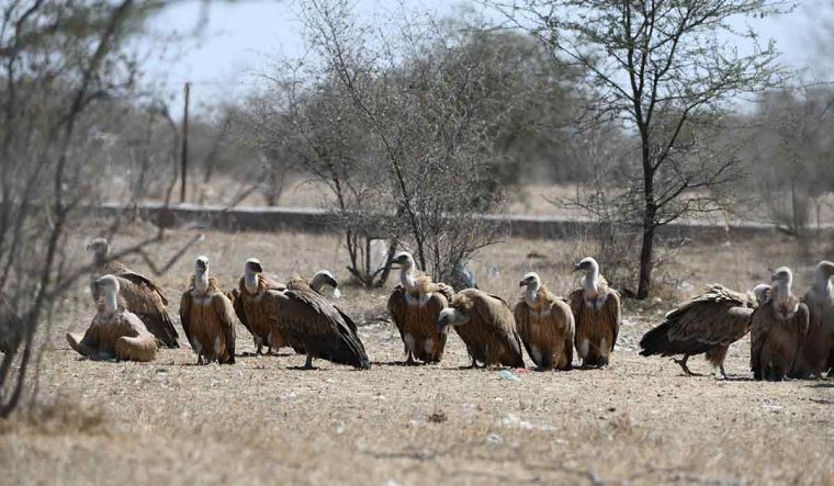 Bikaner's Jorbeer: A winter home to thousands of birds of prey- The Week