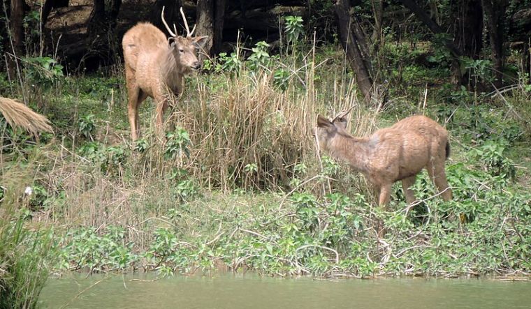 Breather for flora and fauna of Sukhna sanctuary as eco-sensitive zone ...