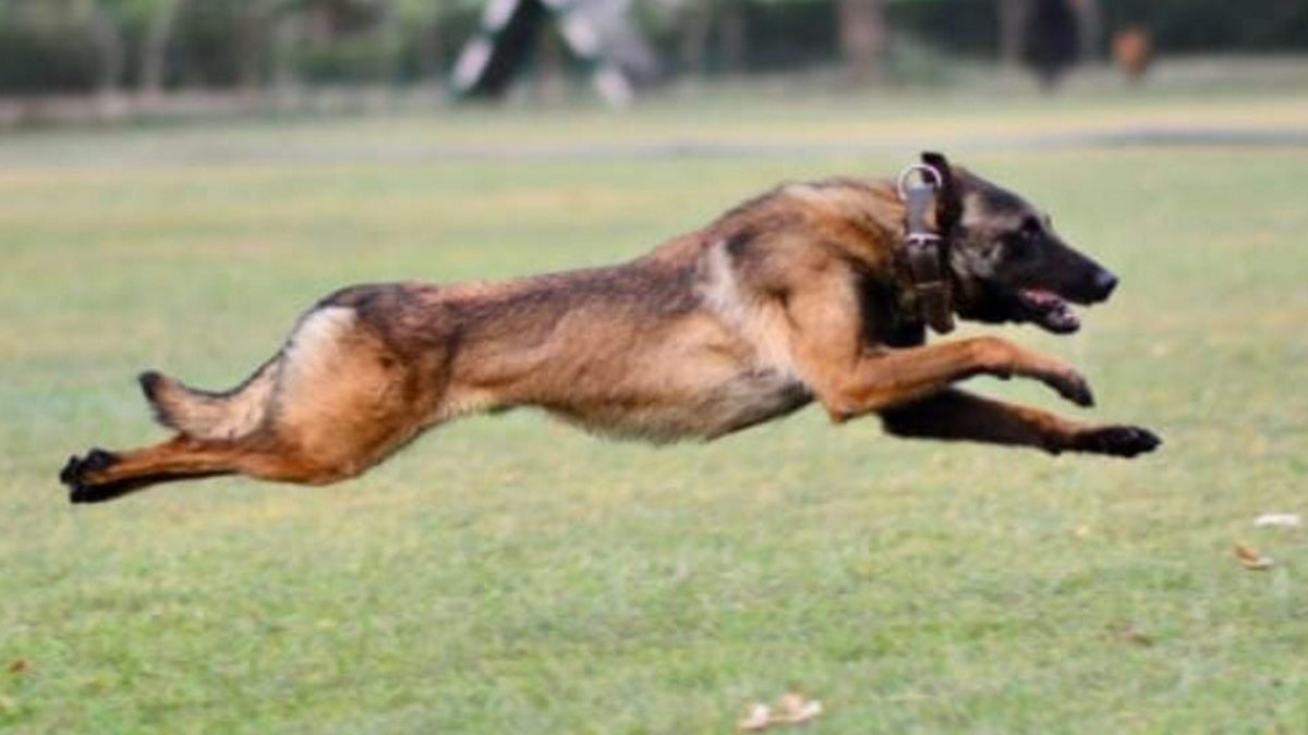 Who was Phantom, the Indian Army dog that was killed by terrorists in ...