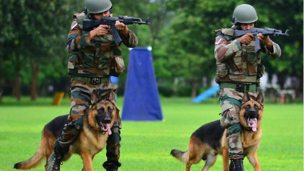 Indian Army looking at local dogs for military work - The Week