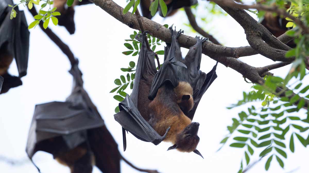 Bengal on alert after two suspected Nipah virus cases: What you need to ...