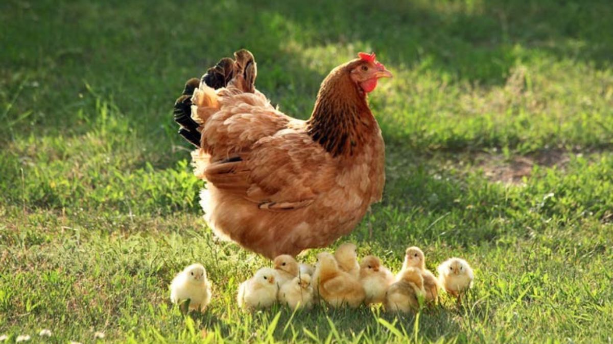 CDC warns drug-resistant salmonella outbreak linked to backyard poultry ...