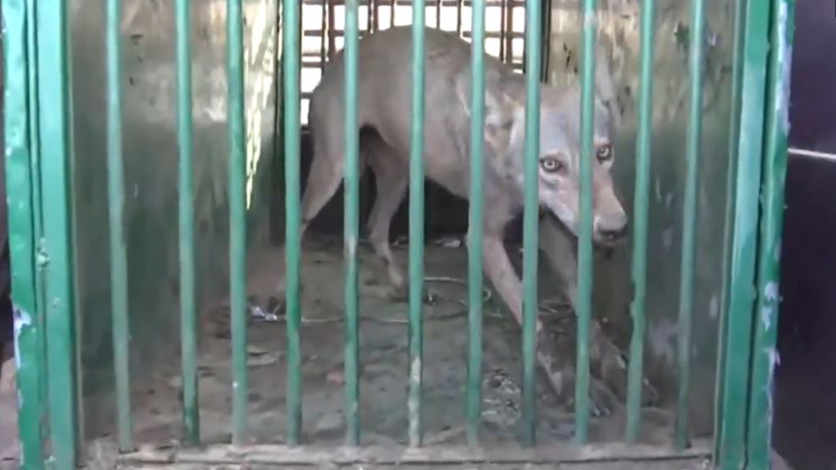 Operation Bhediya: UP Forest dept capture fifth man-eating wolf, one ...