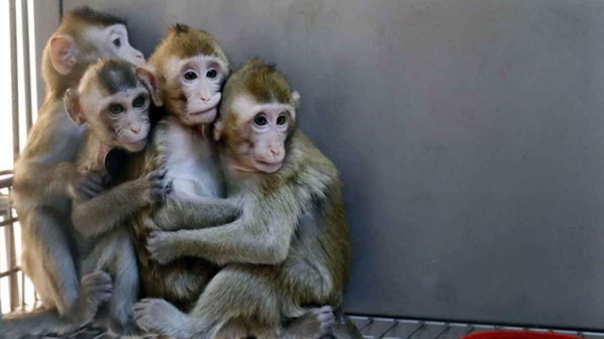 Monkeys save UKG student from rape attempt in UP's Baghpat- The Week