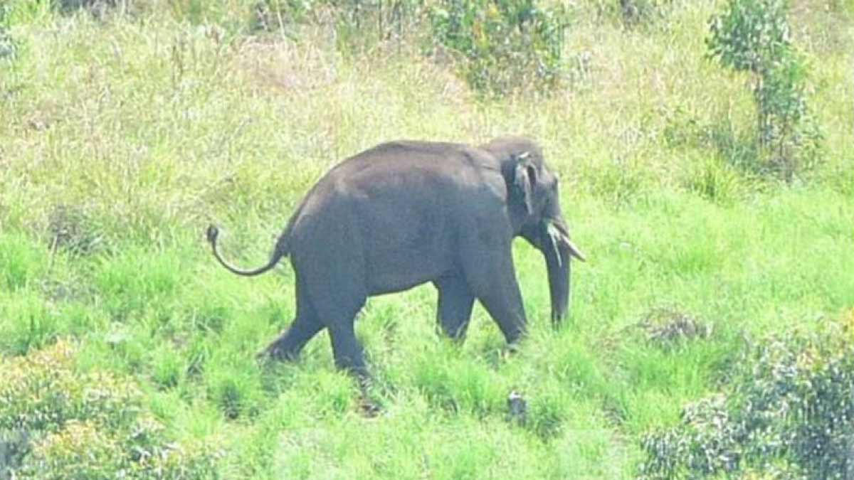 Elephant attacks rock Kerala again, two dead in Thrissur- The Week