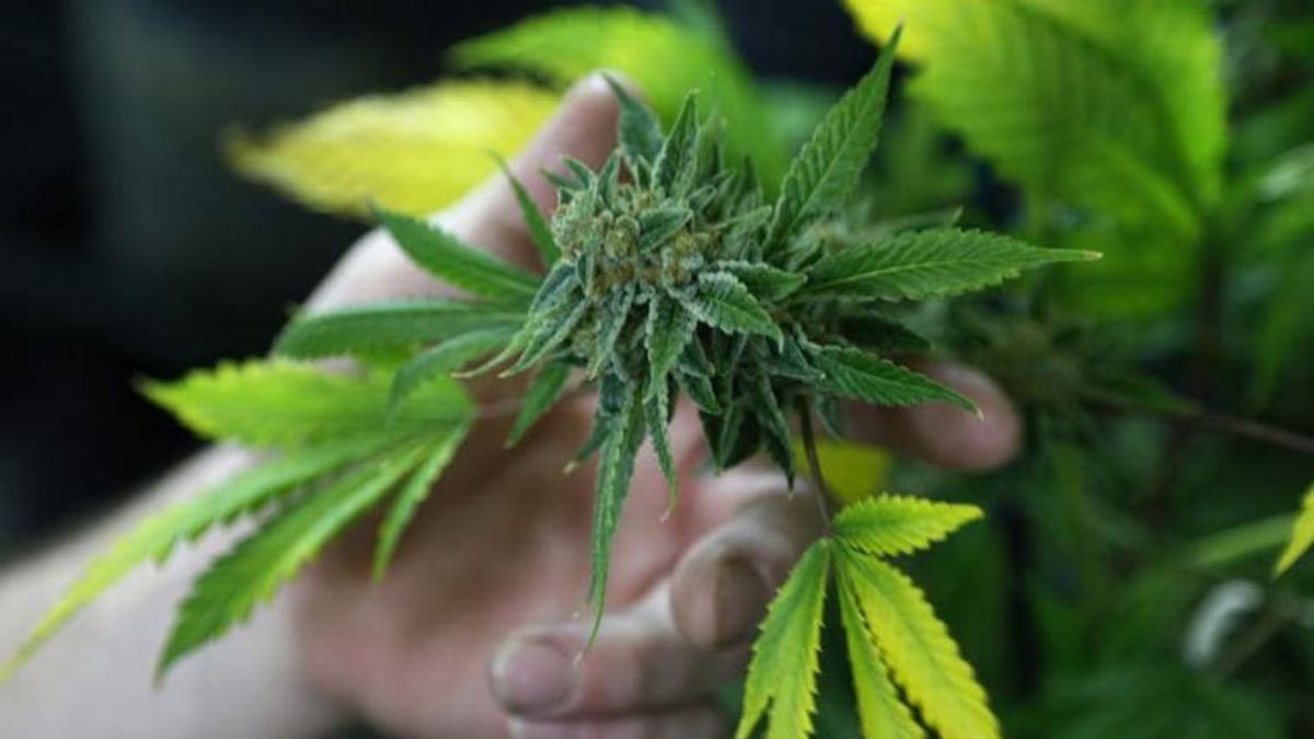 AP High Court clarifies 'Ganja' definition, ruling could redefine cannabis arrests - The Week