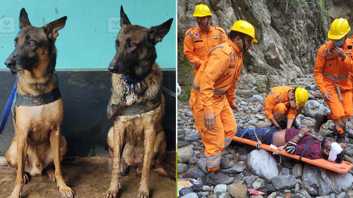 What are 'cadaver dogs', and why are they important for NDRF rescue ops ...