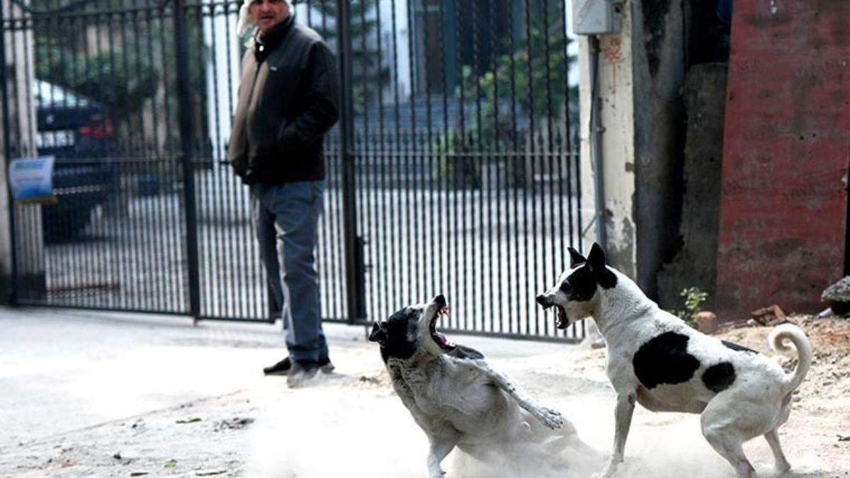Delhi-NCR stray dog debate: SC order sparks mixed reactions from ...