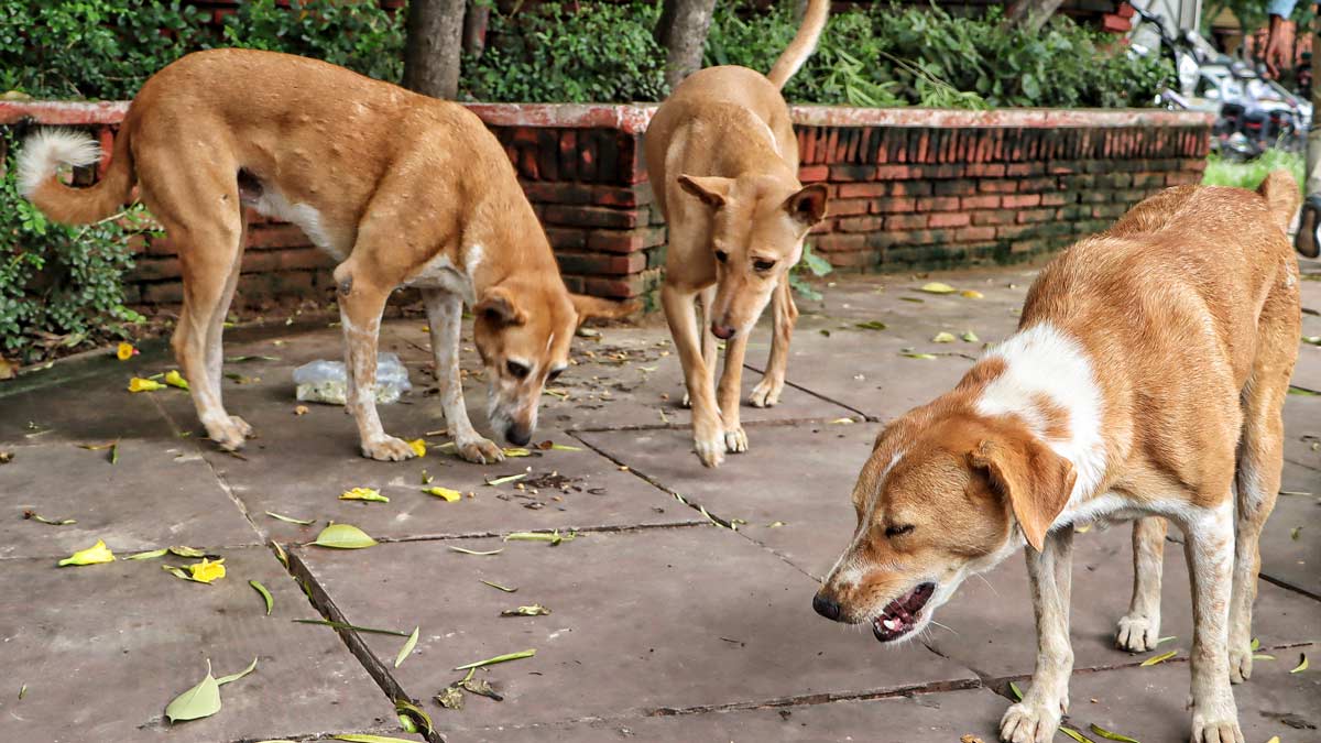 Do we have a solution for stray dog menace in India?- The Week