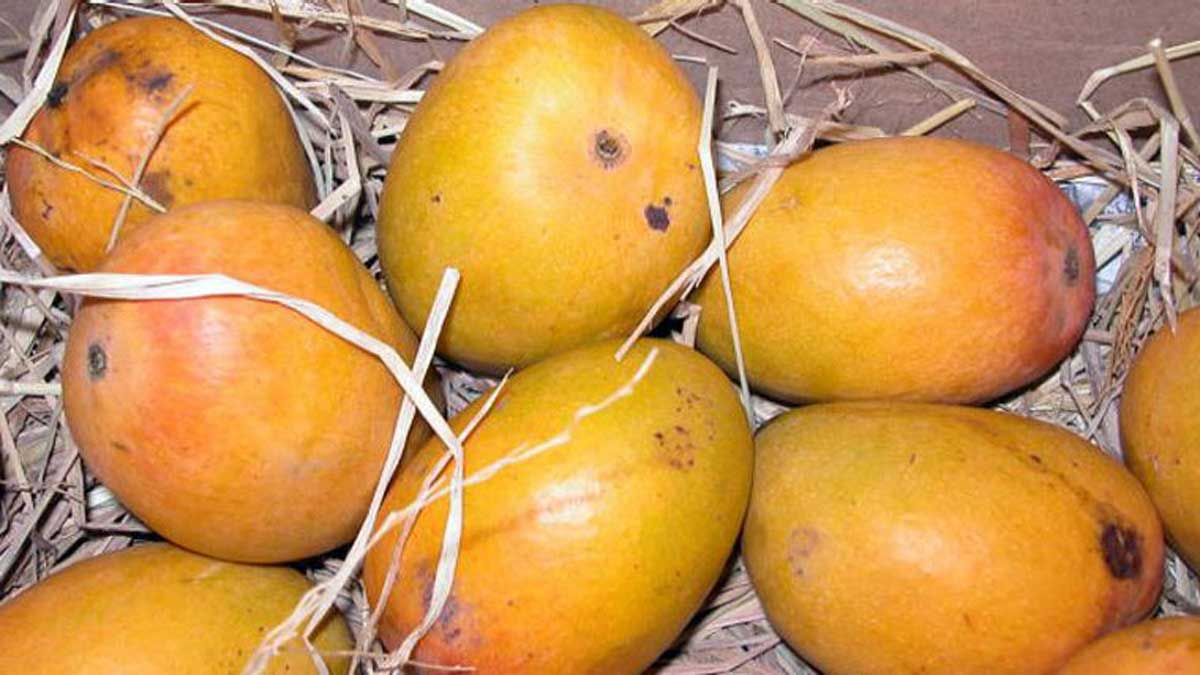 King of fruits faces serious shortage: Alphonso mango production ...