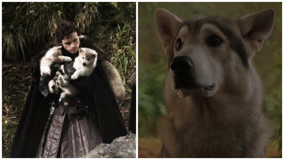 Dire wolves are back from the dead? Extinct big beasts from 'Game of ...