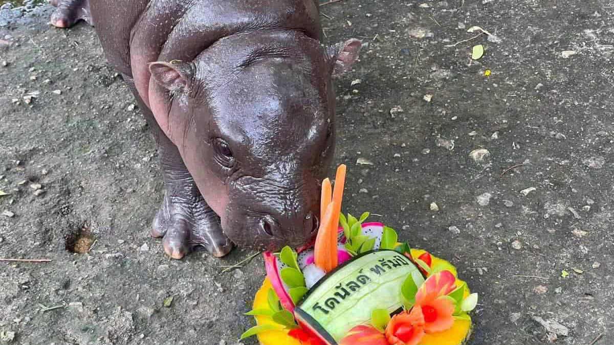 Who will be the next US president? Viral pygmy hippo Moo Deng predicts ...