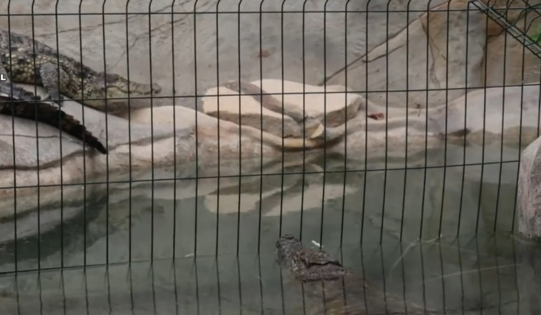 Wildlife smuggling? Nile crocodiles, Burmese python among exotic ...