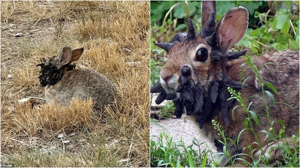 Rabbits with tentacles: Can humans, dogs catch Shope Papilloma Virus ...