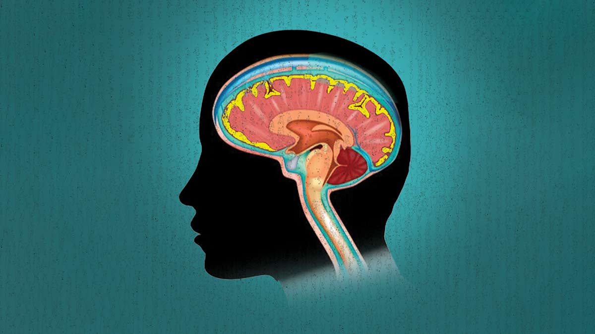 Pia Mater: Brain's invisible, indispensable protector- The Week