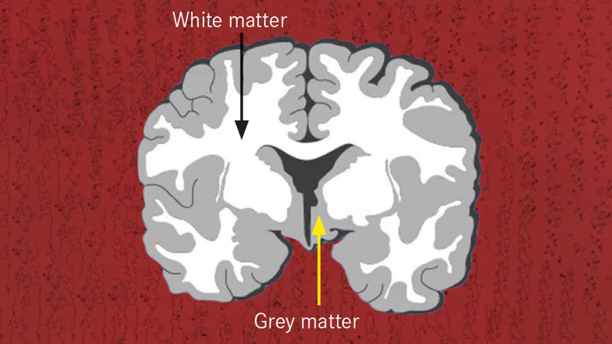 Why white matter is key to your brain's coherence- The Week
