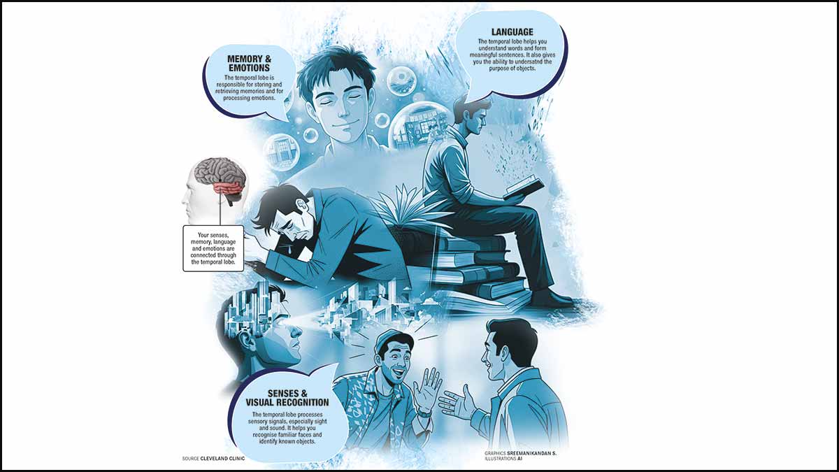 The temporal lobe: Your brain's internal DJ for music, memory, emotion ...