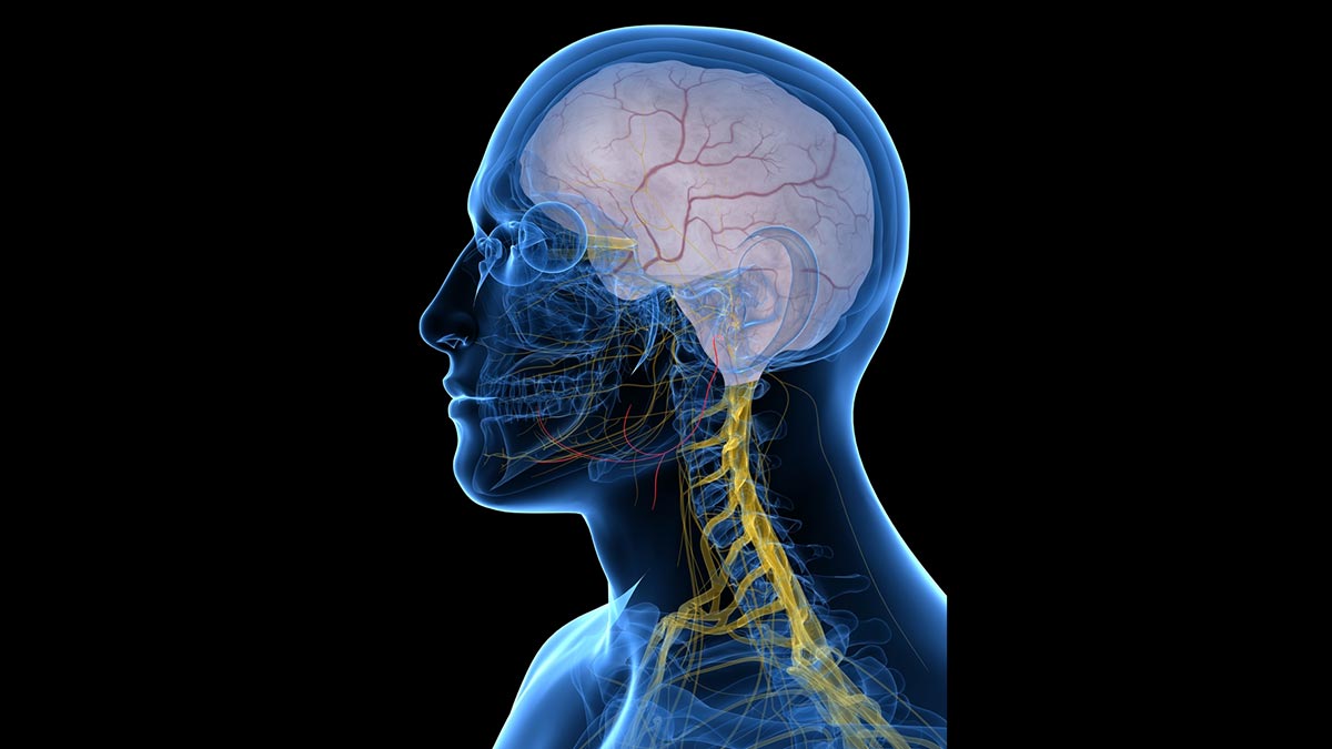 All about the 12th cranial nerve- The Week